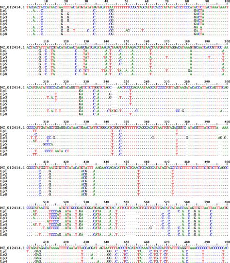 Multiple Sequence Alignment Of L Punctata D Loop With That Of