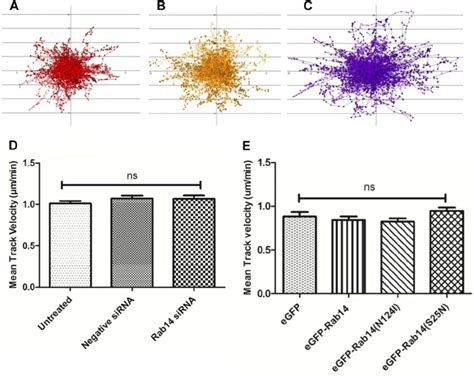 Knockdown Of Rab14 By Sirna Does Not Affect The Migration Of