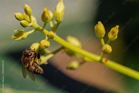 European Honey Bee Apis Mellifera Pollinating Avocado Flower Persea