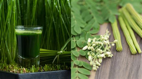 Moringa Vs Wheatgrass Powder A Head To Head Comparison