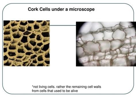 Ppt Cells The Building Blocks Of Life Powerpoint Presentation Free