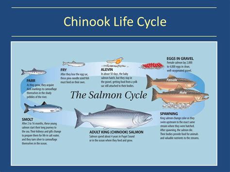 Nrm 12 Blog Life Cycle Of The Salmon