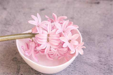 무료 이미지 식물 꽃잎 장식 식품 담홍색 닫기 정물 껍질 데코 착빙 히아신스 봄의 꽃 핑크 꽃 꽃 사진 향기로운 꽃 분홍 앵 2000x1333