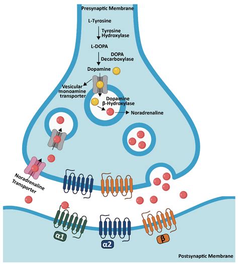 The Contribution Of The Locus Coeruleusnoradrenaline System Degeneration During The Progression