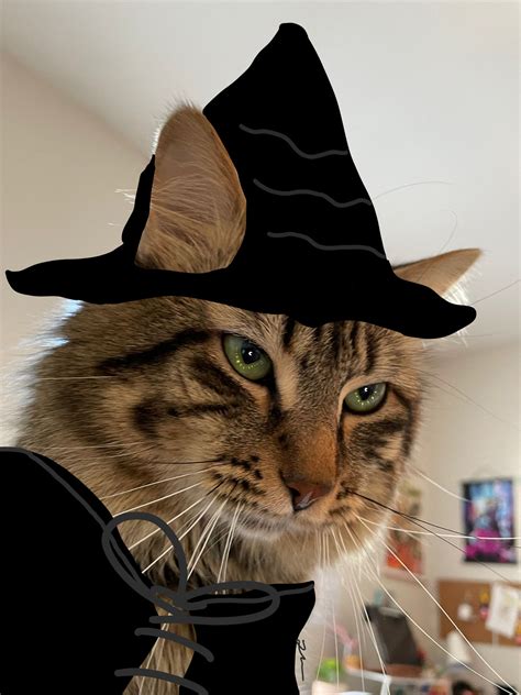 Spook Cat Ular Kitty By Kbtandy On Deviantart