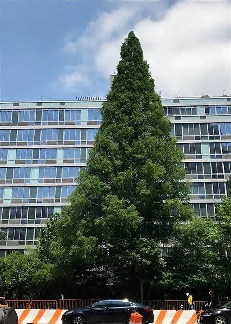 The Great Trees Of Nyc Parks Updates List For The First Time In 40 Years