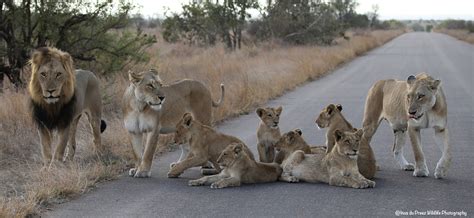 Annemieke Wildlife Photography Kākāriki Karaka Are Super Different To