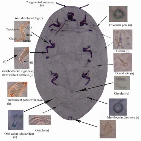 Nipaecoccus Viridis Key Characters Diagrammatic View A Dorsal Download Scientific Diagram