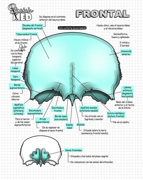 Infografía Hueso Parietal DescripciÓn El Hueso Frontal Por Delante