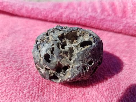 Found On The Beach In Galveston Tx R Whatsthisrock