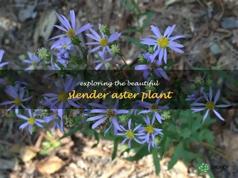 Exploring The Beautiful Slender Aster Plant Shuncy
