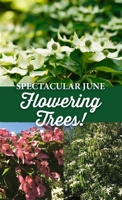 Spectacular June Flowering Trees Crocker Nurseries Spectacular June Flowering Trees Crocker Nurseries