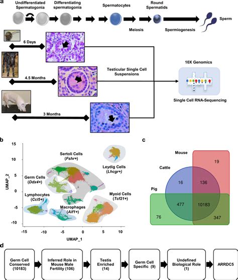 Generation Of A Multispecies Integrated Testicular Single Cell Download Scientific Diagram