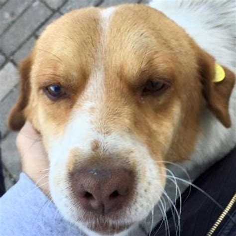 About Viktors Medium