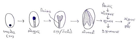 Differences Between Somatic And Gametic Embryogenesis