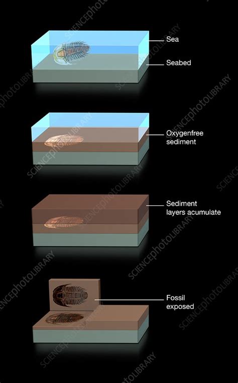 Diagram Of A Fossil Clearance
