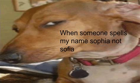 Sofia Not Sophia Meme Sofia Not Sophia Discover Share Gifs
