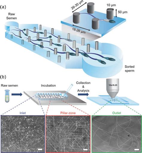 A Schematic Of Sorting Array Device Used In SPARTAN B Schematic Download Scientific