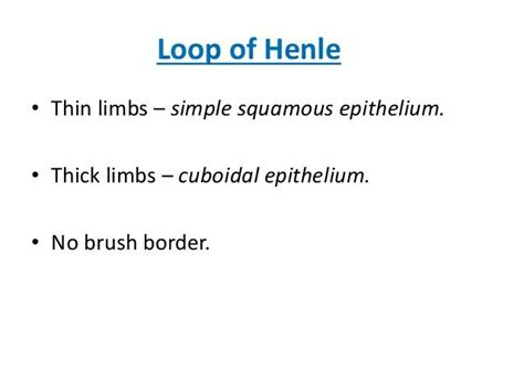Loop Of Henle Histology