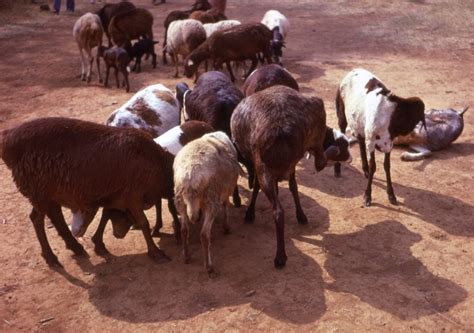 Behavioral Problems In Sheep Jaguza Farm Support