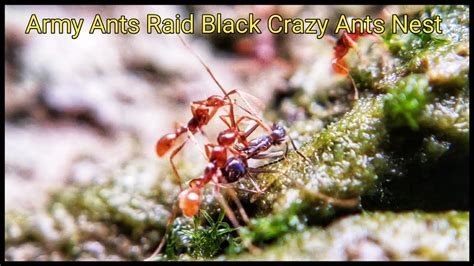 Do Army Ants Have Nests Army Ants Traits Bites Habitat And Control