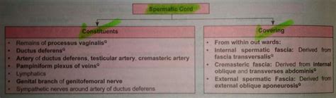 Spermatic Cord Plexus Products Arteries Surgery
