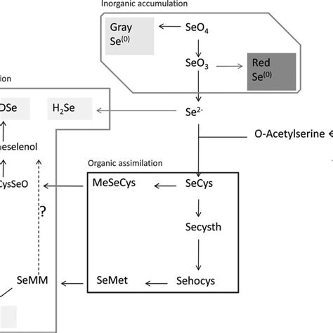 Ecological Implications Of Selenium In Plants Aboveground And Download Scientific Diagram
