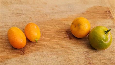 Satsuma Vs Kumquat At Phillip Dorsey Blog