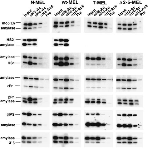 nuclear localization and histone acetylation a pathway for chromatin