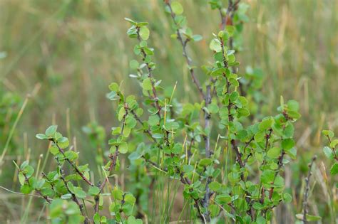 Birch Trees A Guide To Popular Species Homes And Gardens