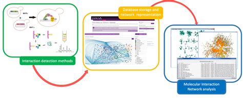 Interaction Databases Protein Interactions And Their Importance