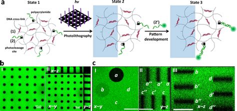 Light Induced Patterning And Imaging Of A Photoresponsive Download