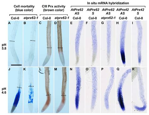 Low Ph Dependent Spatio Temporal Correlation Between Cell Mortality Download Scientific