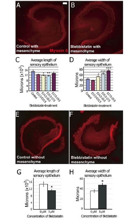 Ce Occurs Autonomously Within The Sensory Epithelium Ab Control A
