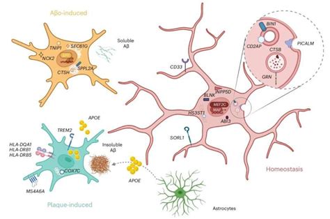 Whats The Role Of Microglia In Alzheimers Disease Healthmedicinet