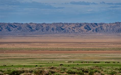 Mongolia Wildlife Conservation Tour The Khulan And A Community Focused