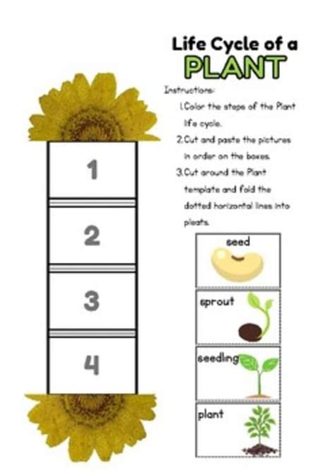 Science Plant Life Cycle Cut And Paste Foldable Activity Printables