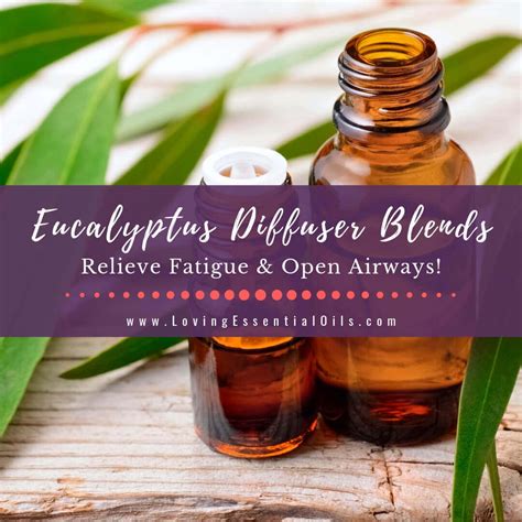 Eucalyptus Diffuser Blends 10 Respiratory Essential Oil Recipes Loving Essential Oils