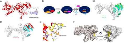 Atp Bioluminescent Assay Kit Promega Bioz