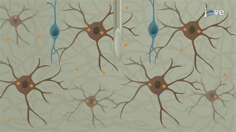 Stereotactic Microinjection Of A Viral Vector For Gene Manipulation In