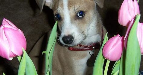 Meet Deacon Imgur