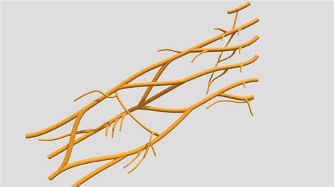 Brachial Plexus Anatomic Model 3d Model By Federico Espinola Md Msc Fheder [ea51872