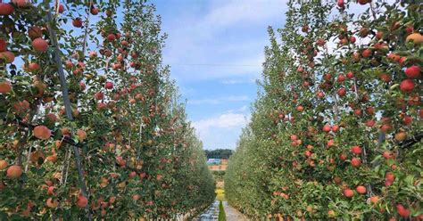 나뭇가지가 하늘로 뻗어 자란다평면형 사과재배법 개발