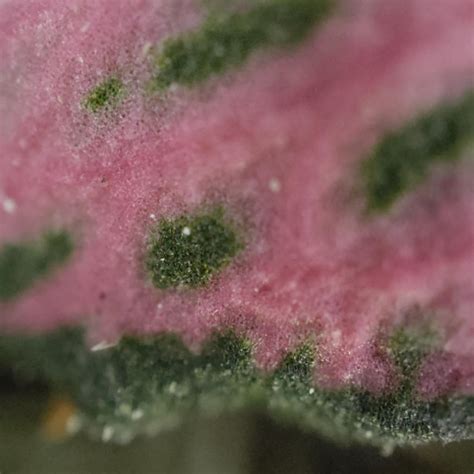 Oppo S Find X Pro Has A X Microscope Camera Engadget