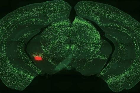 Danger Or Pleasure How We Learn To Tell The Difference Neuroscience News