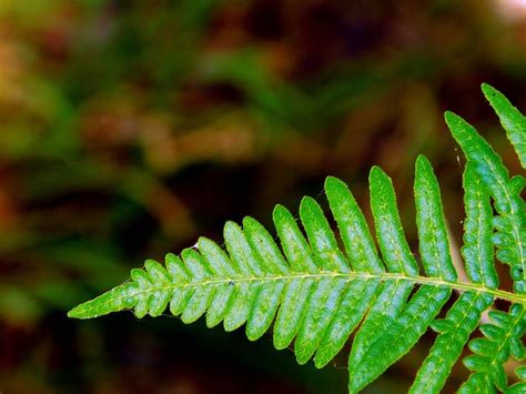 Premium Photo Pteridium Aquilinum Leaf On Macro