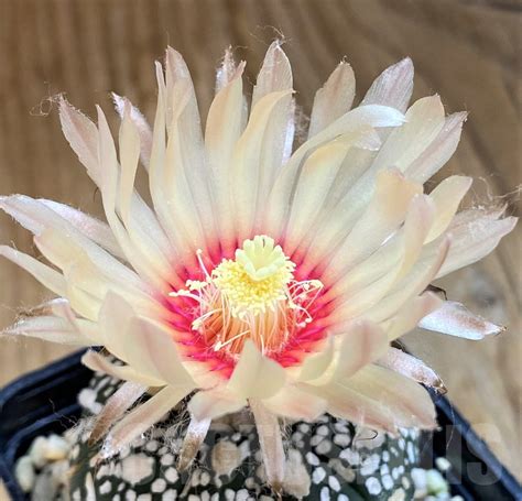 Sh9625 Astrophytum Asterias ‘super Kabuto V Type Cactus Online
