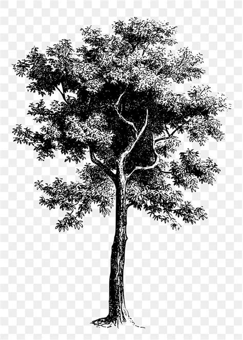Build A Decision Tree Classifier With Jax By Tracyrenee Sep 2023