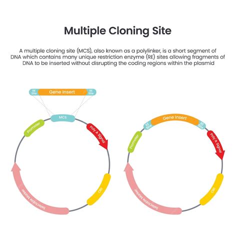 Premium Vector Multiple Cloning Site Mcs Scientific Vector