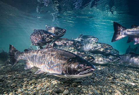 Ocean Bright Coho Salmon Oncorhynchus … License Image 13776391